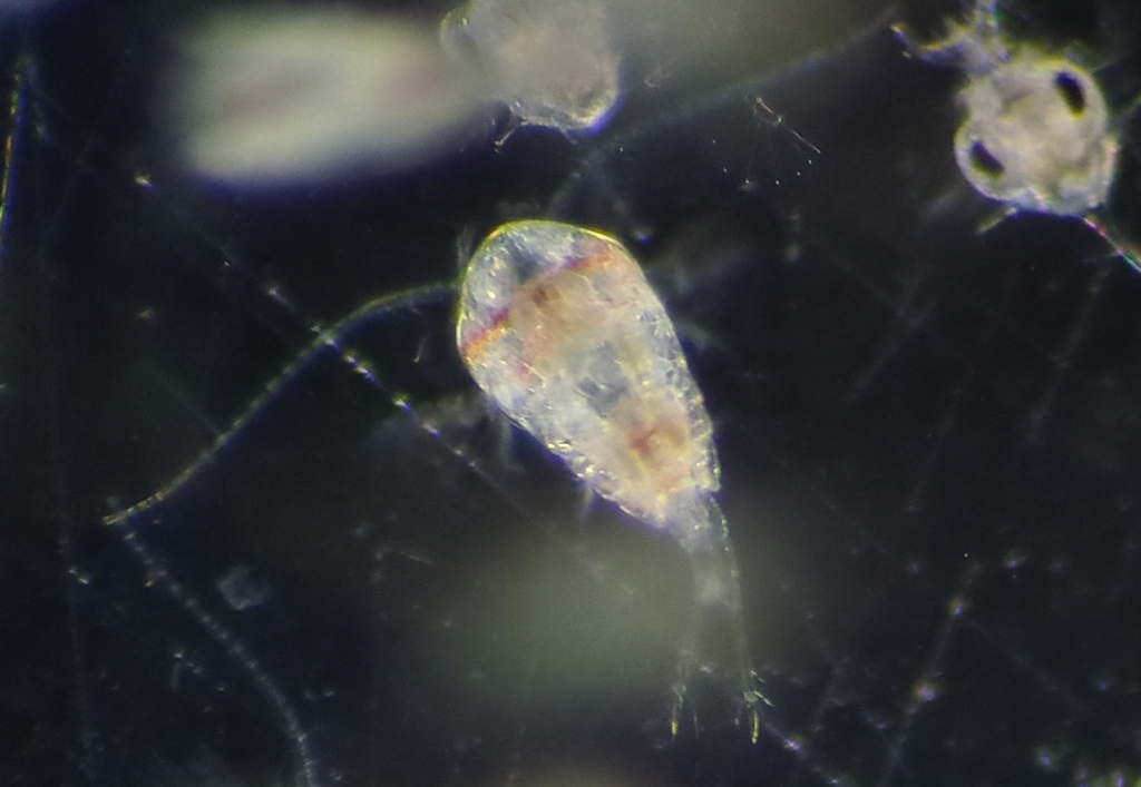 Temora turbinata from São Sebastião, BR-SP, BR on March 25, 2024 at 02: ...