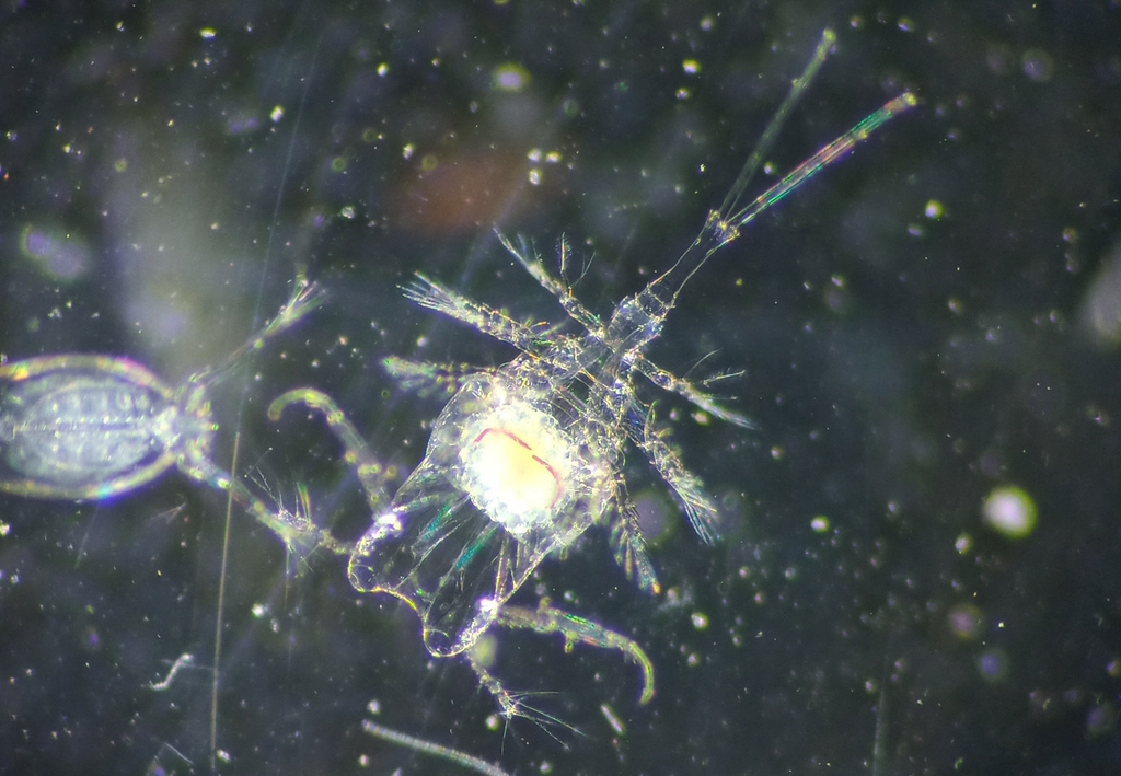 Copilia mirabilis from Pitangueiras, São Sebastião - SP, Brazil on ...