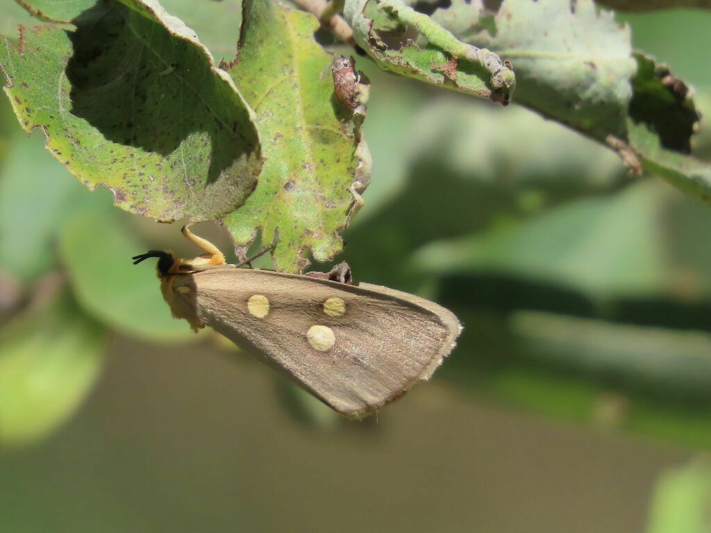 Laughing Dice Moth from Sabiepark, Sabie Park, 1260, South Africa on ...