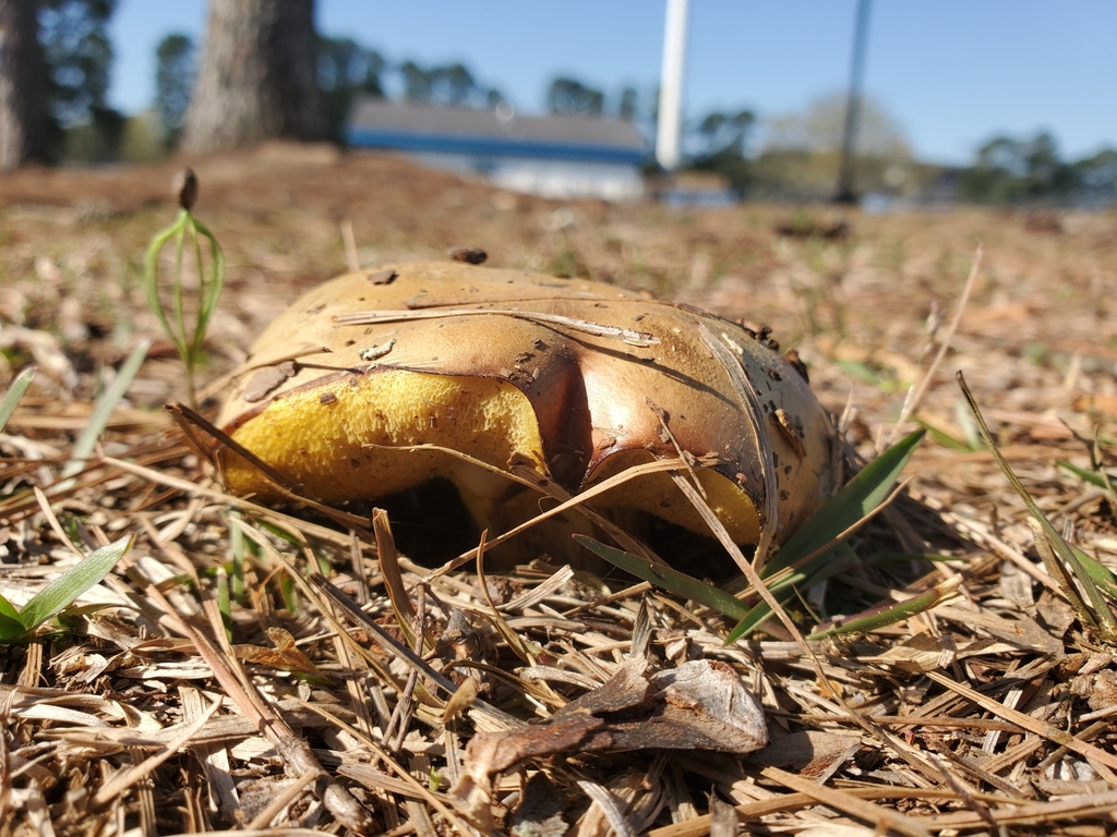 Pulveroboletus from Greenville, NC, USA on March 31, 2024 at 09:55 AM ...
