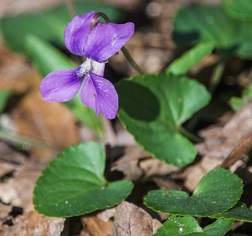 common blue violet from 23890 Peters Bridge Rd, Waverly, VA 23890 on ...