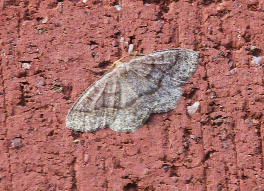 Curved-lined Looper Moth from Goochland County, VA, USA on March 31 ...
