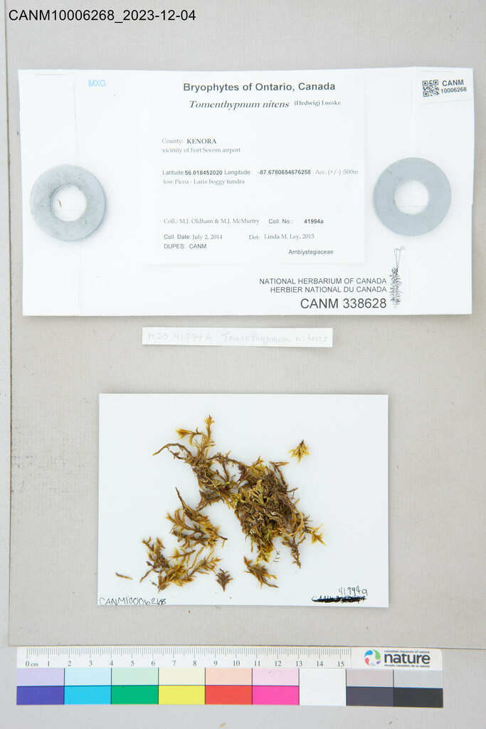 Golden Fuzzy Fen Moss from Canada, Ontario, KENORA County, vicinity of ...