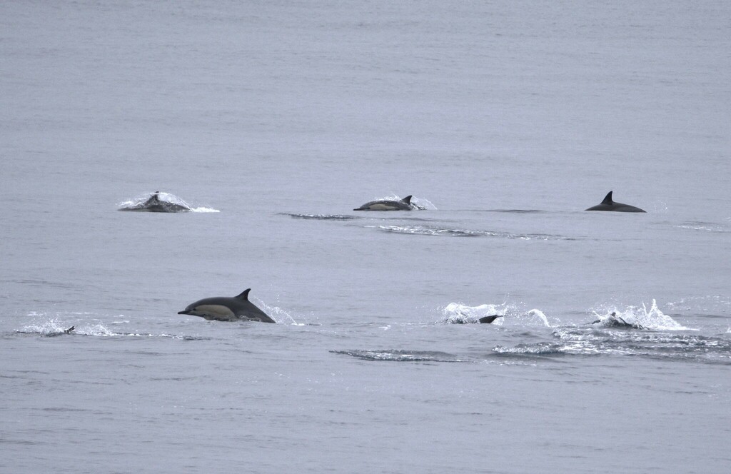 Common Dolphin on March 31, 2024 at 09:14 AM by gspadoni. Hundreds of ...