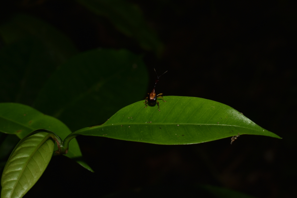 Paracycnotrachelus fuscatus from Bilar, Bohol, Philippines on March 30 ...