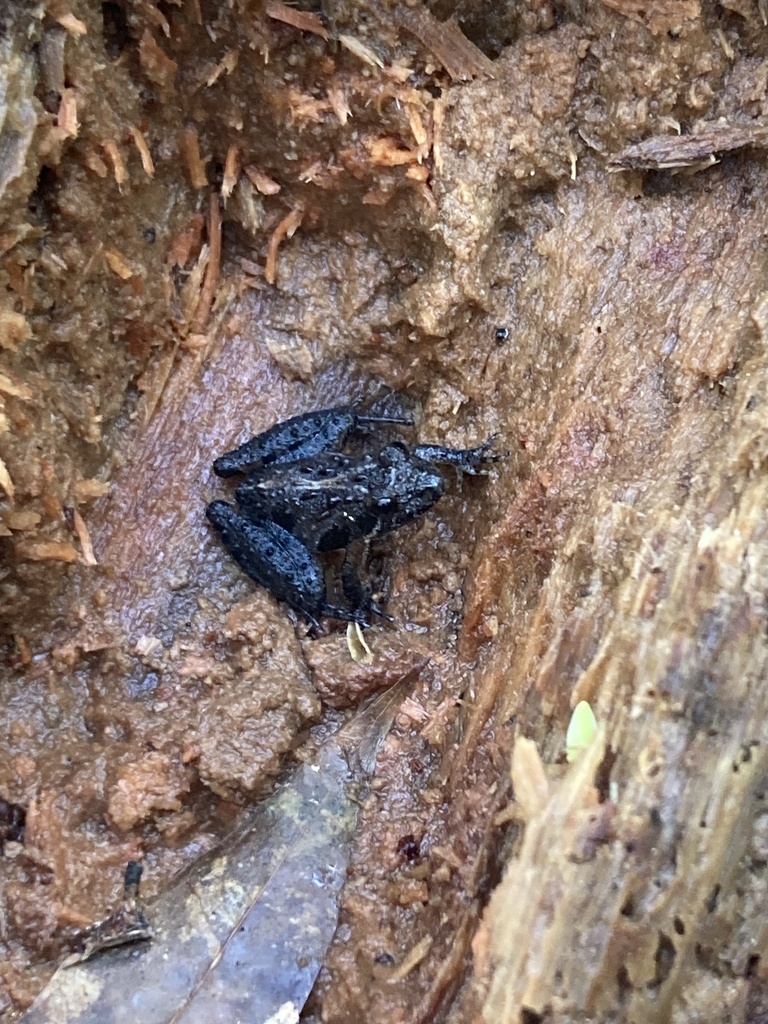 Southern Cricket Frog from Bay Trail, Elizabethtown, NC, US on March 31 ...