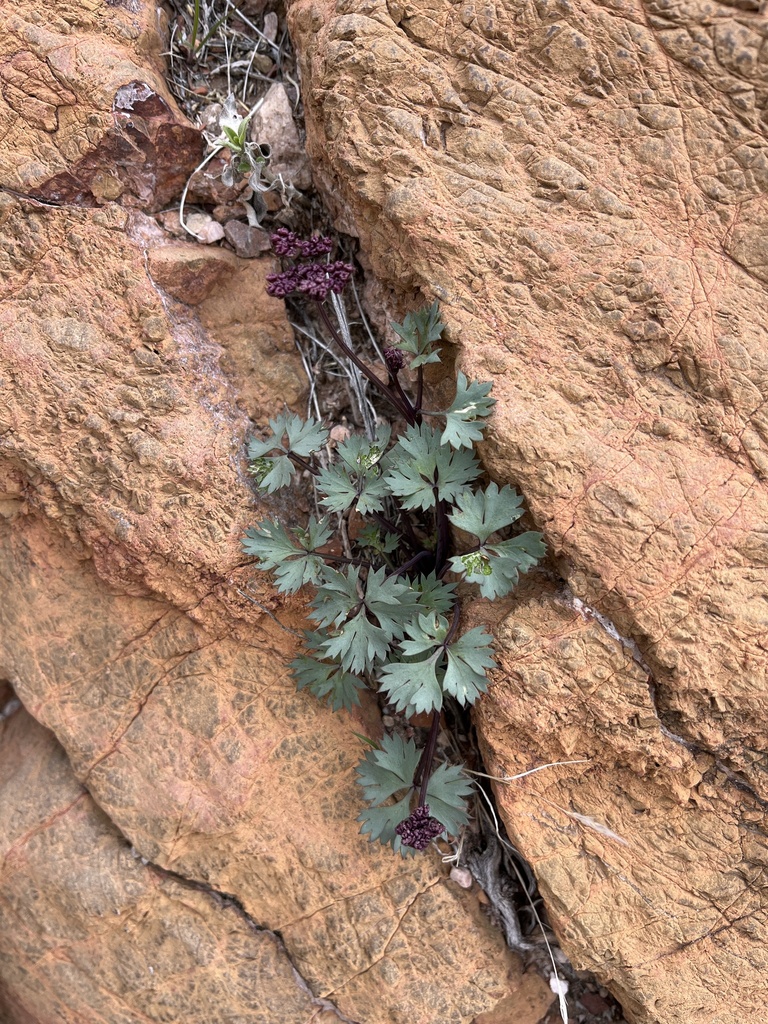 Gilman's cymopterus in March 2024 by glittergravel · iNaturalist