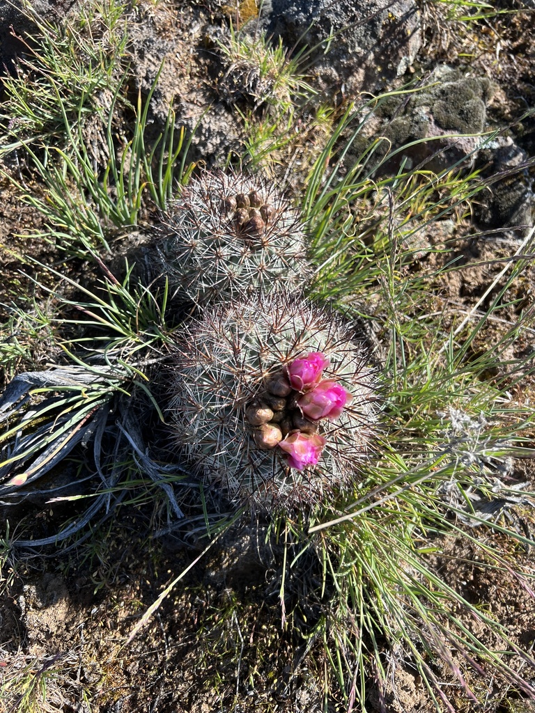 Columbia Plateau Cactus in March 2024 by James H. Thomas · iNaturalist