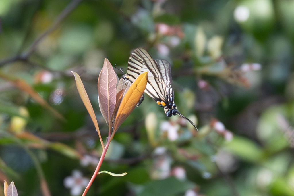 Graphium mullah from 福建农林大学 on March 31, 2024 at 03:51 PM by tref · iNaturalist