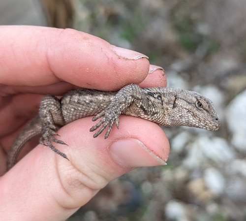 Prairie Lizard (Sceloporus consobrinus) - Snakes and Lizards
