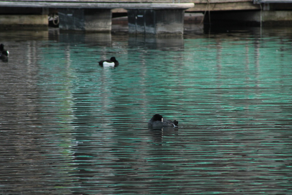 Eurasian Coot from Центральный административный округ, Москва, Россия ...
