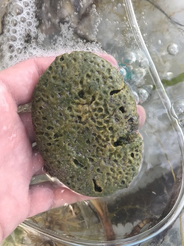 Reef Sponge (Spongia obliqua) · iNaturalist