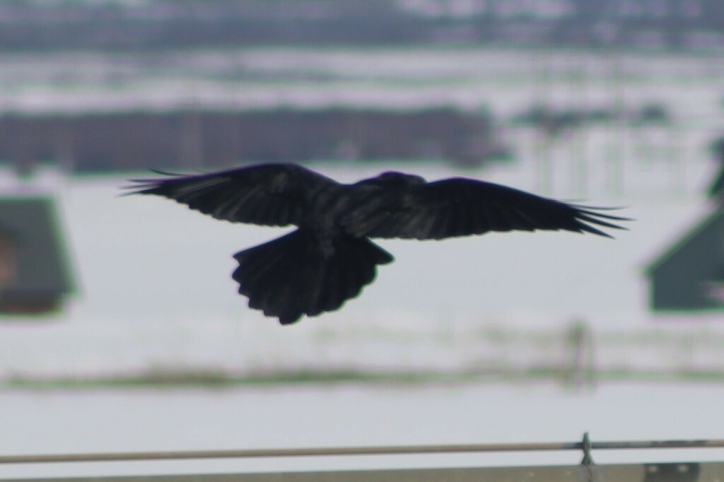 Common Raven from Teton County, ID, USA on March 26, 2024 at 02:01 PM ...