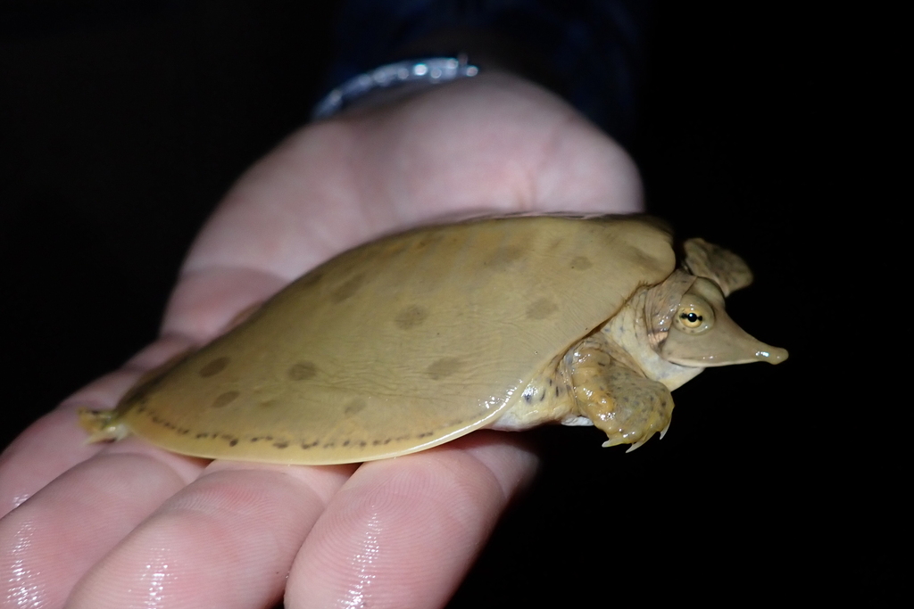 Gulf Coast Smooth Softshell Turtle from Forrest, Mississippi, United ...
