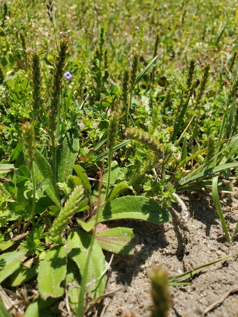 dwarf plantain from Greenville, NC, USA on March 31, 2024 at 12:45 PM ...