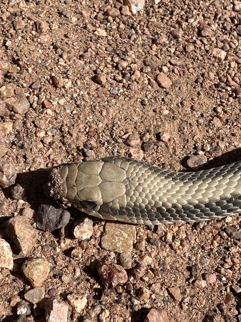 Western Patch-nosed Snake from W Silverbell Rd, Marana, AZ, US on March ...
