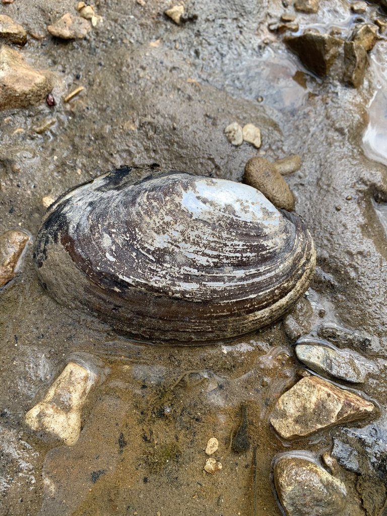 Potamilus from Old Ridge Rd S, Columbia, MO, US on March 31, 2024 at 11 ...