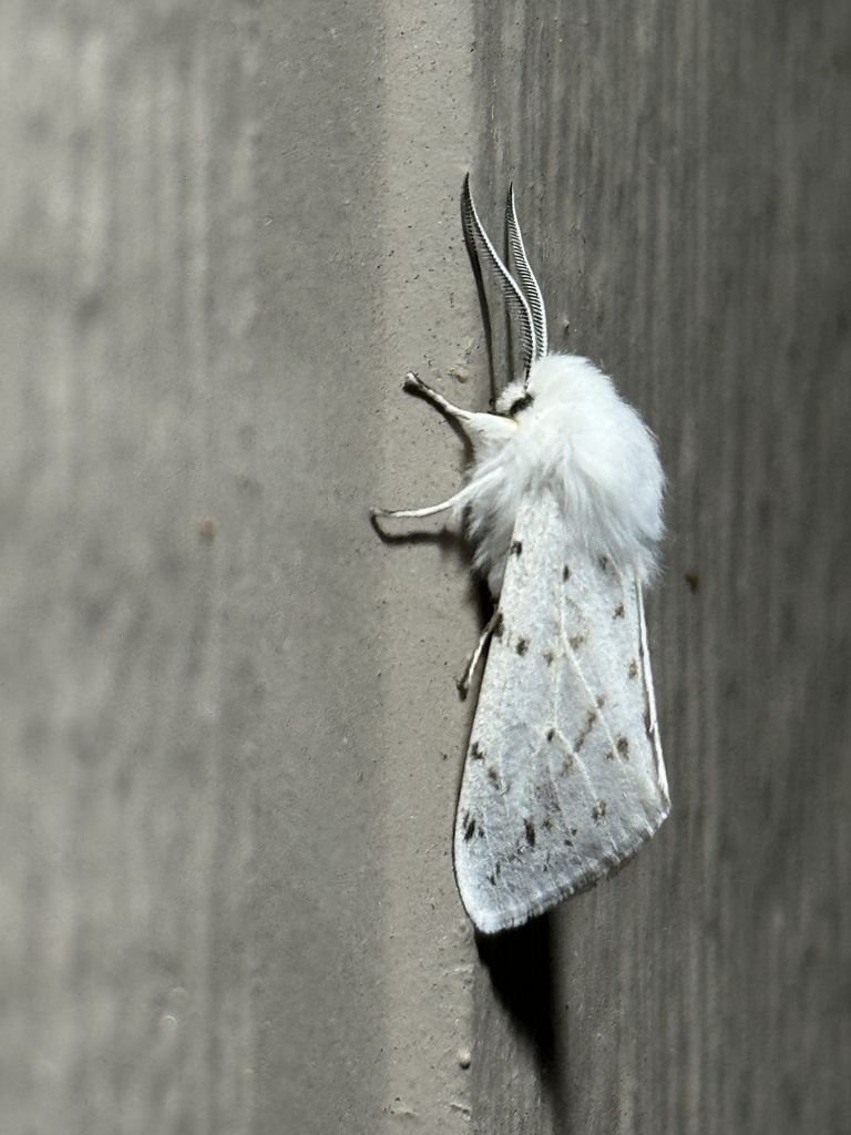 Dubious Tiger Moth from Nairn Dr, Austin, TX, US on March 21, 2024 at ...