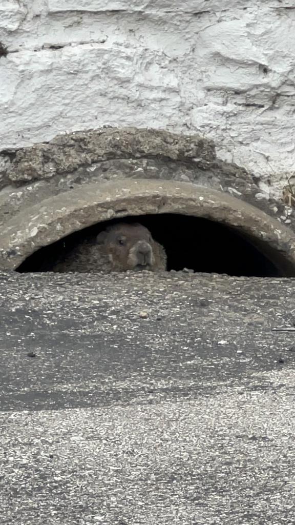 Groundhog from Holmes St, Kansas City, MO, US on March 23, 2024 at 04: ...