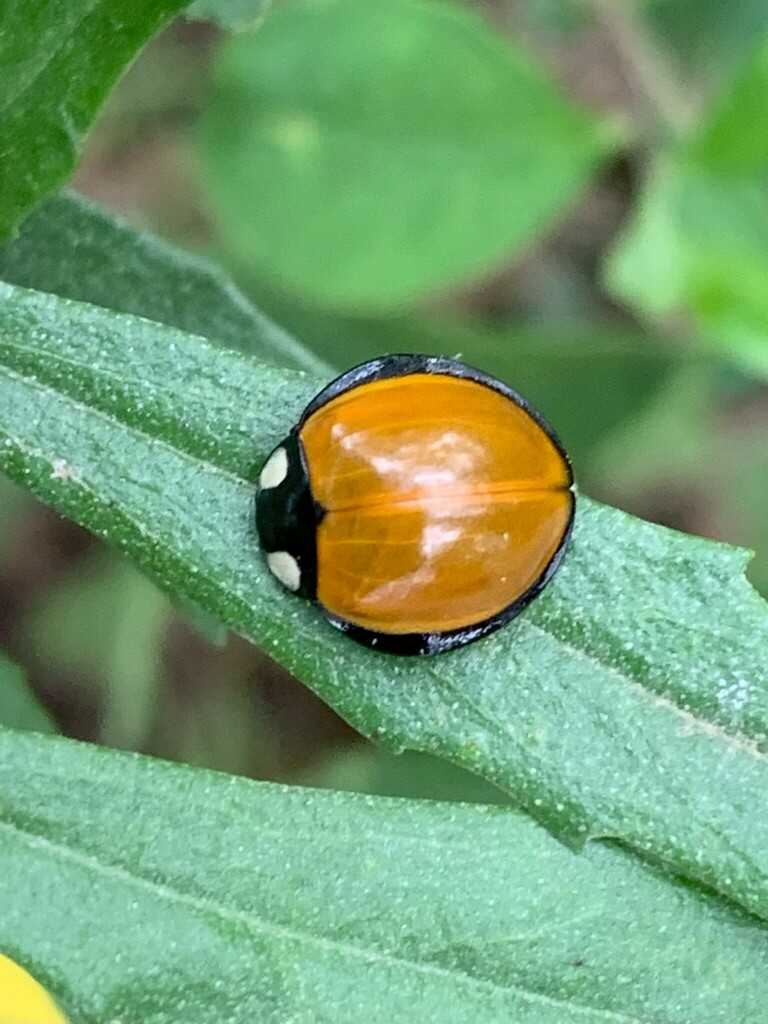 Anatis hydropica from Morelia, Mich., México on September 12, 2023 at ...
