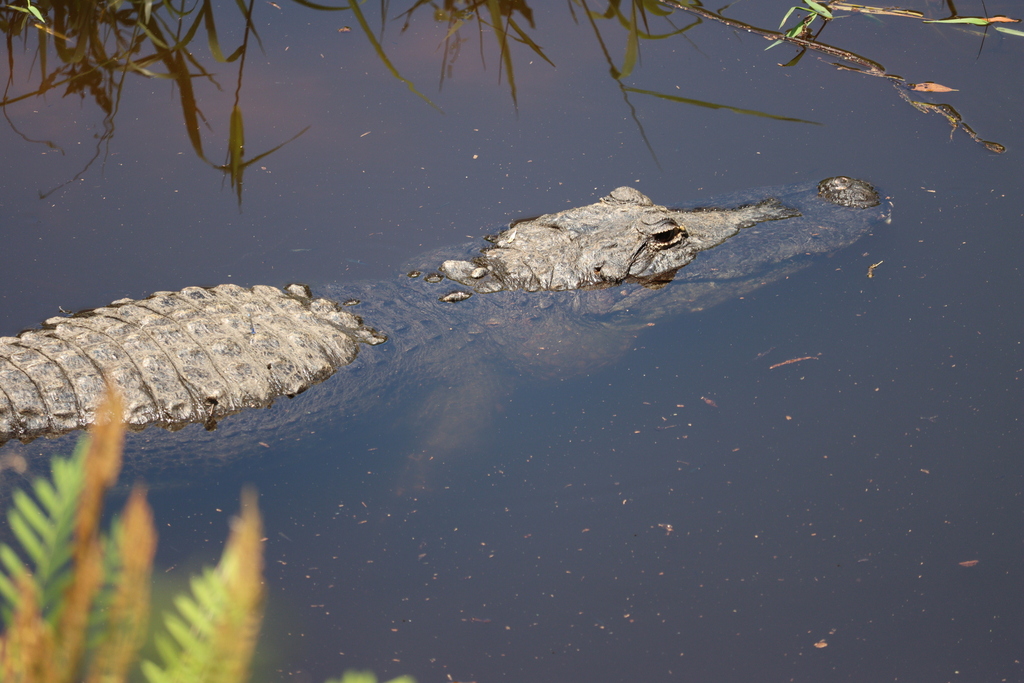 American Alligator from Polk County, FL, USA on March 30, 2024 at 01:04 ...