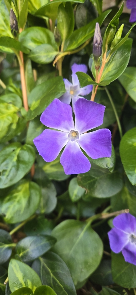 greater periwinkle from Bolton BL3, UK on March 31, 2024 at 06:30 PM by ...