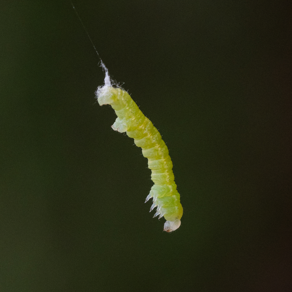 Geometer Moths from Budapest, Rákospalota, Hungary on March 31, 2024 at ...