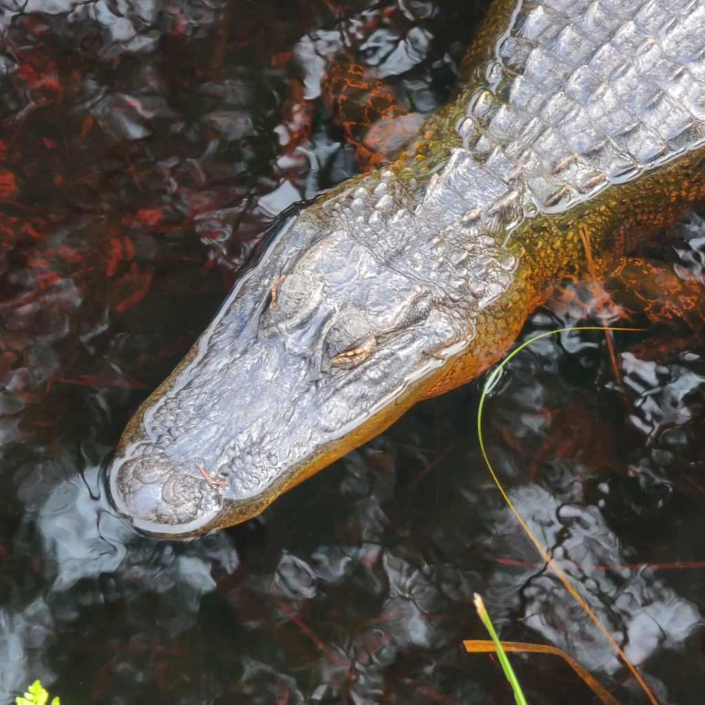American Alligator from Campground Trail, Orange Beach, AL 36561, USA ...
