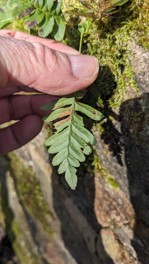polypody ferns from Withnell, UK on March 31, 2024 at 11:15 AM by Owen ...