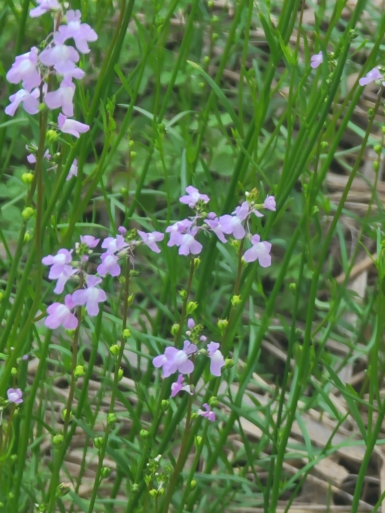 blue toadflax from Orange Beach, AL, USA on March 16, 2024 at 06:05 PM by Jonathan Gilmer ...