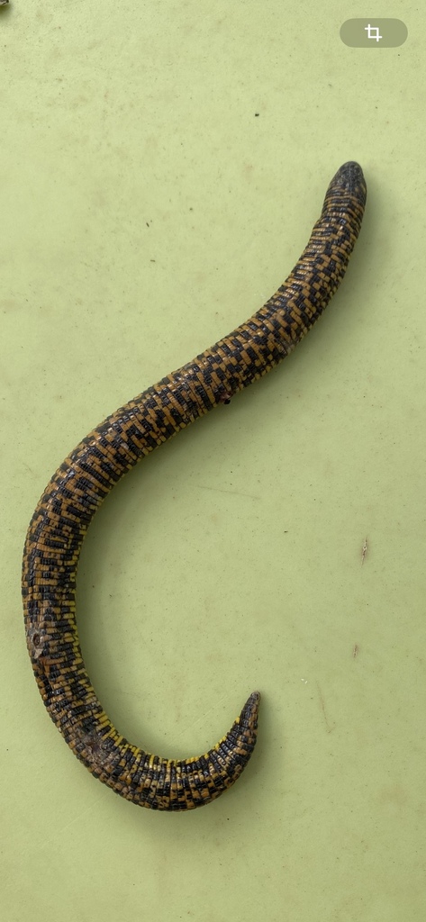 Checkerboard Worm Lizard from Baie d’Alger, Wilaya d' Alger, DZ on ...