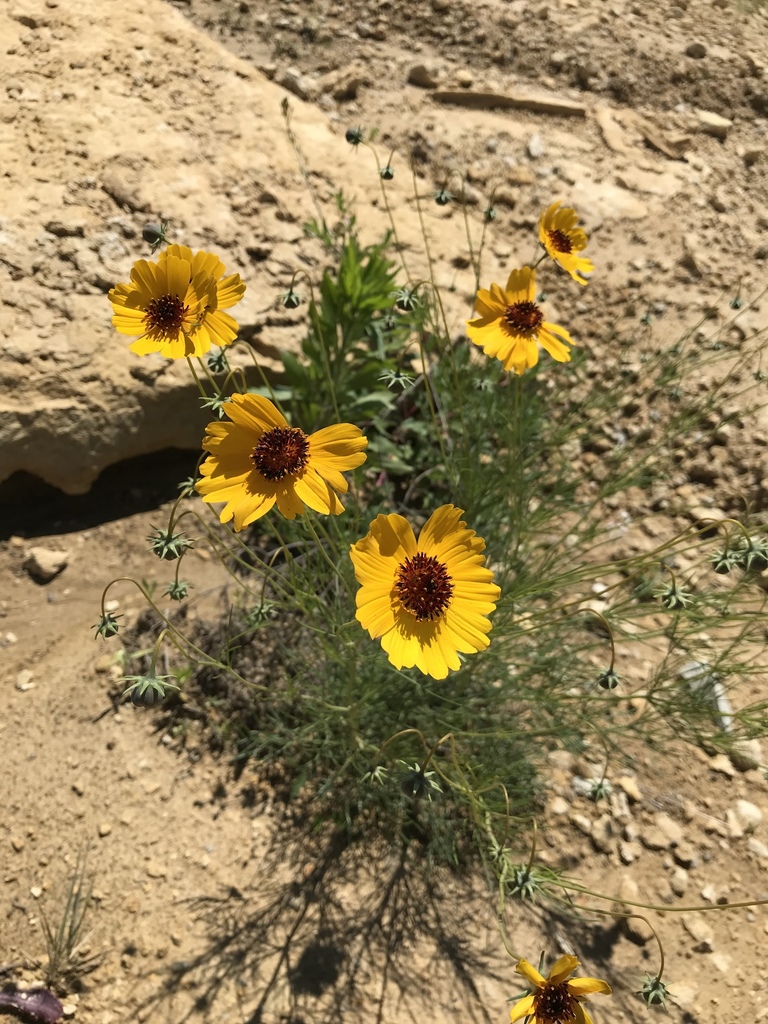 stiff greenthread from 10636 Old Granbury Rd, Crowley, TX, US on April ...