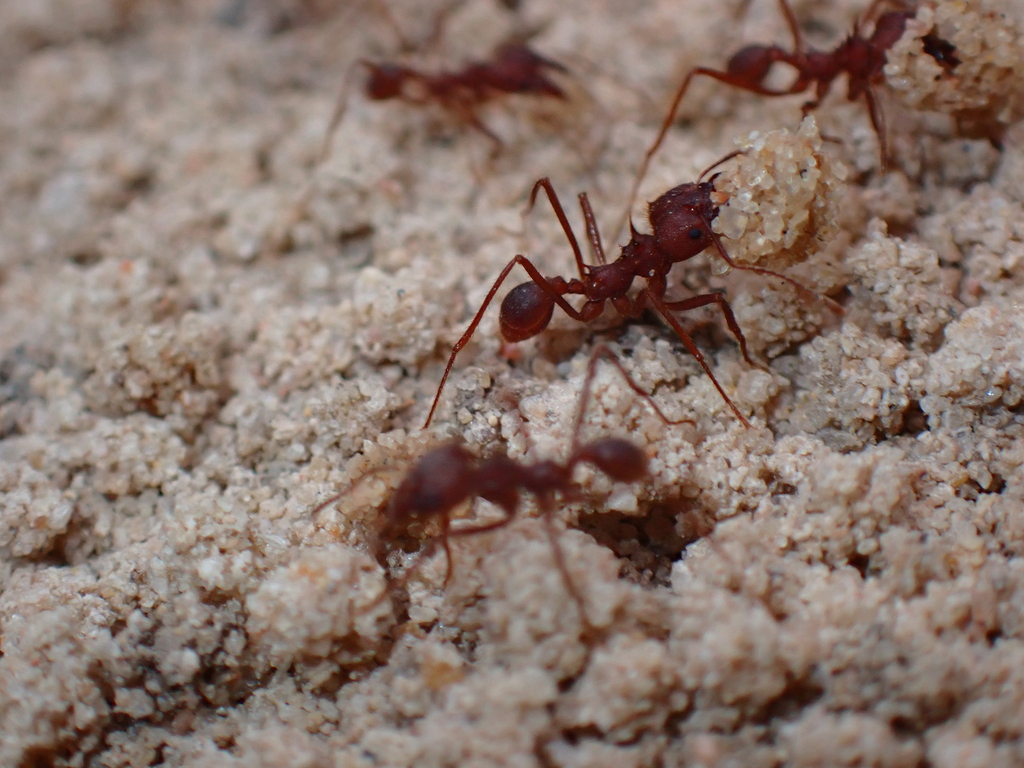 Texas Leafcutter Ant from Montgomery County, TX, USA on March 30, 2024 ...