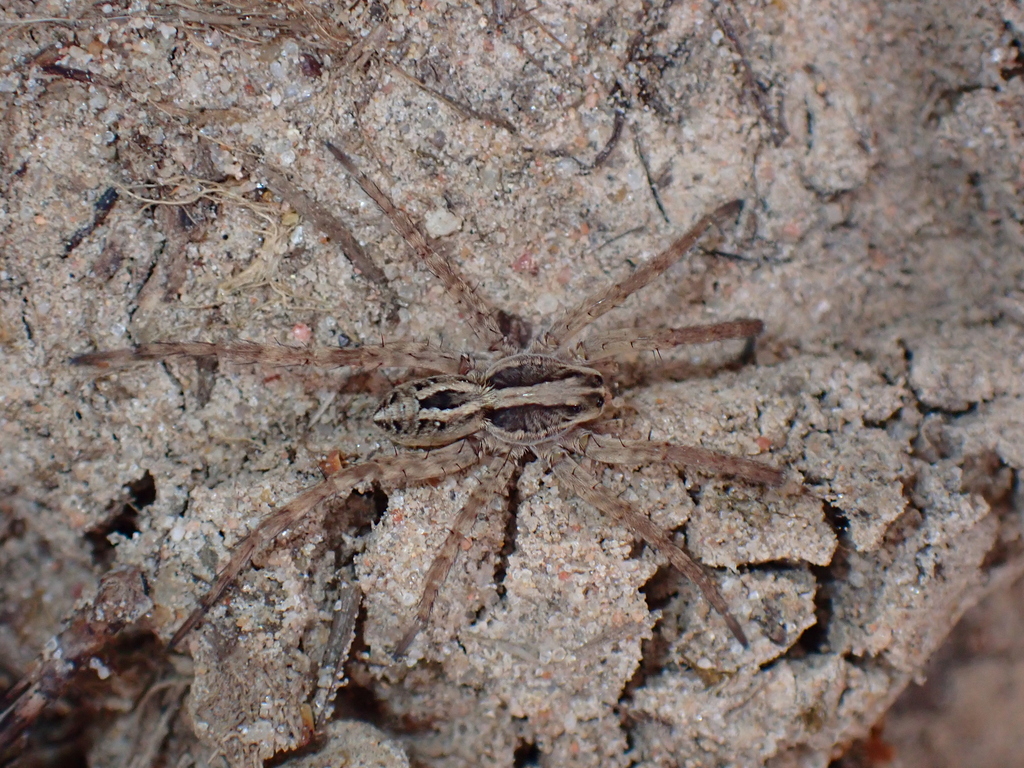 lance wolf spider from Montgomery County, TX, USA on March 30, 2024 at ...