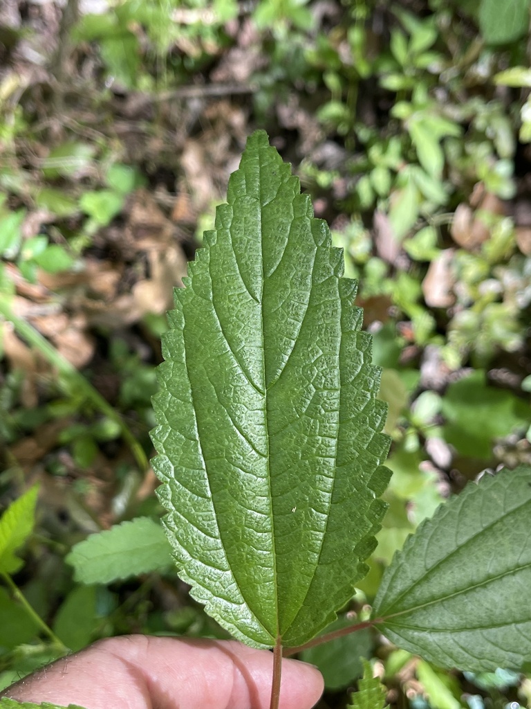 false nettle from Tallahassee, FL, US on March 31, 2024 at 11:36 AM by ...