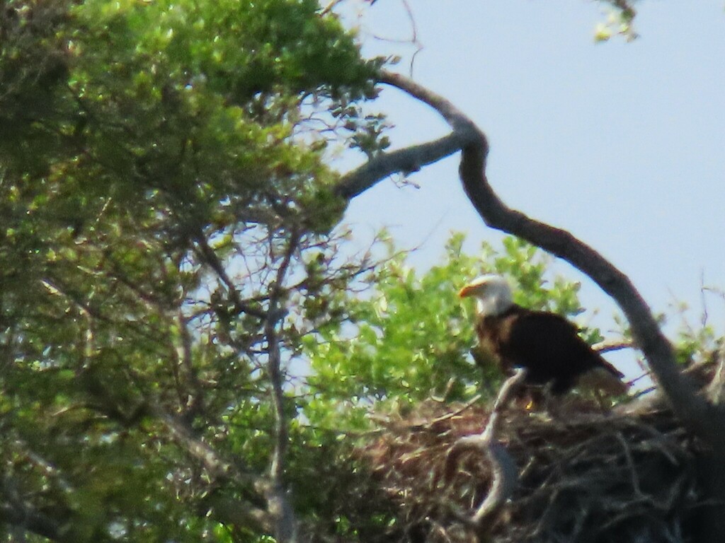 Bald Eagle in March 2024 by Craig McIntyre · iNaturalist