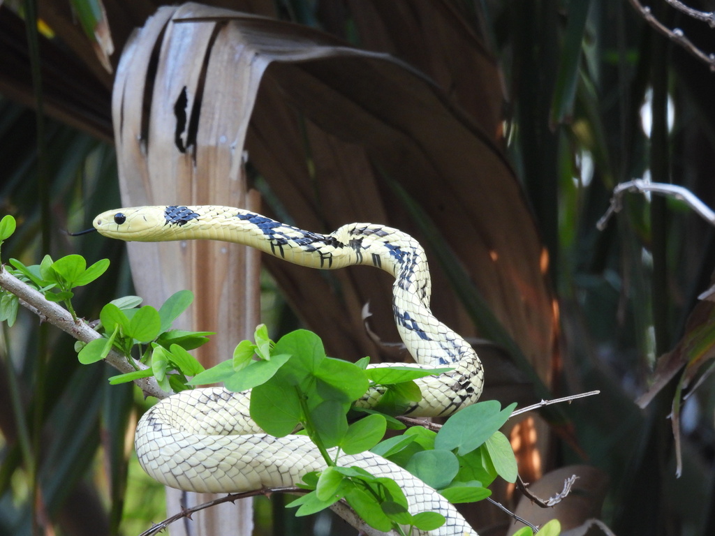 Chicken Snake (Spilotes pullatus) - Snakes and Lizards