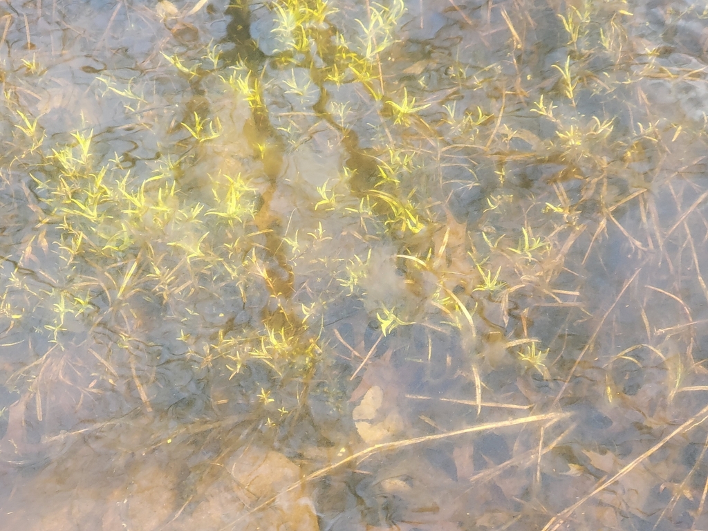 robbins' pondweed from Northampton, MA 01060, USA on March 31, 2024 at ...