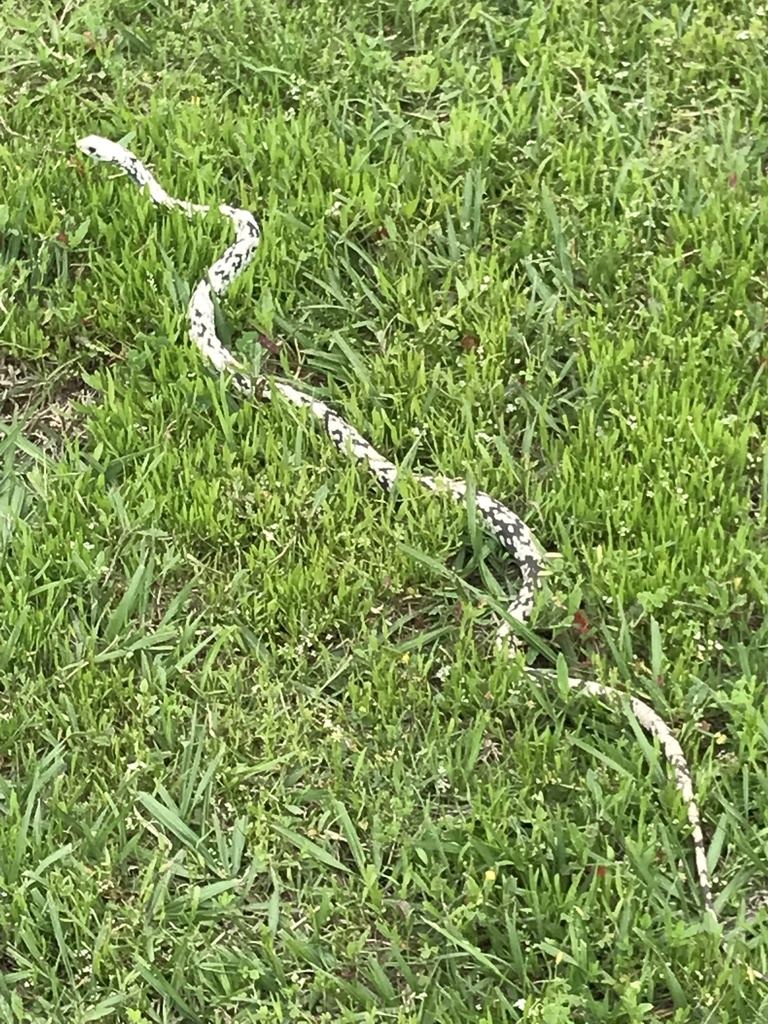 Buttermilk Racer from Lexington Woods Dr, Spring, TX, US on March 31 ...