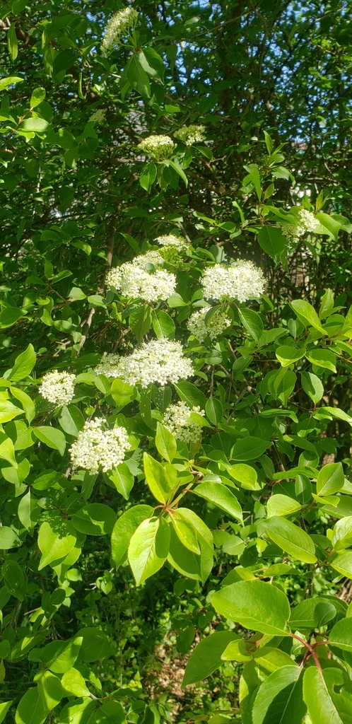 Blackhaw from Hashawha Rd, Westminster, MD 21158, USA on April 27, 2019 ...