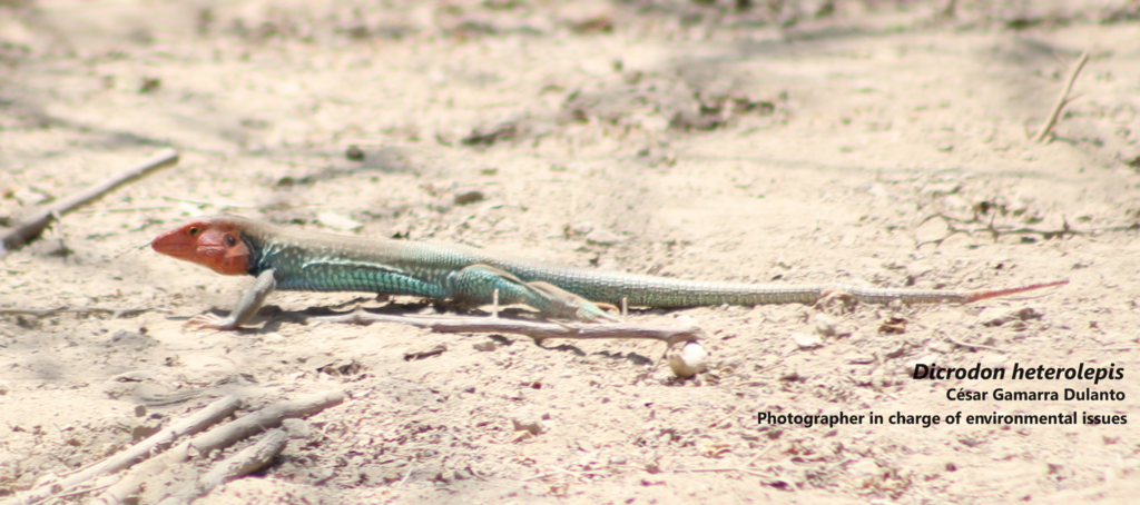 Ecuador Desert Tegu from Ica, Perú on September 30, 2023 at 02:39 PM by ...