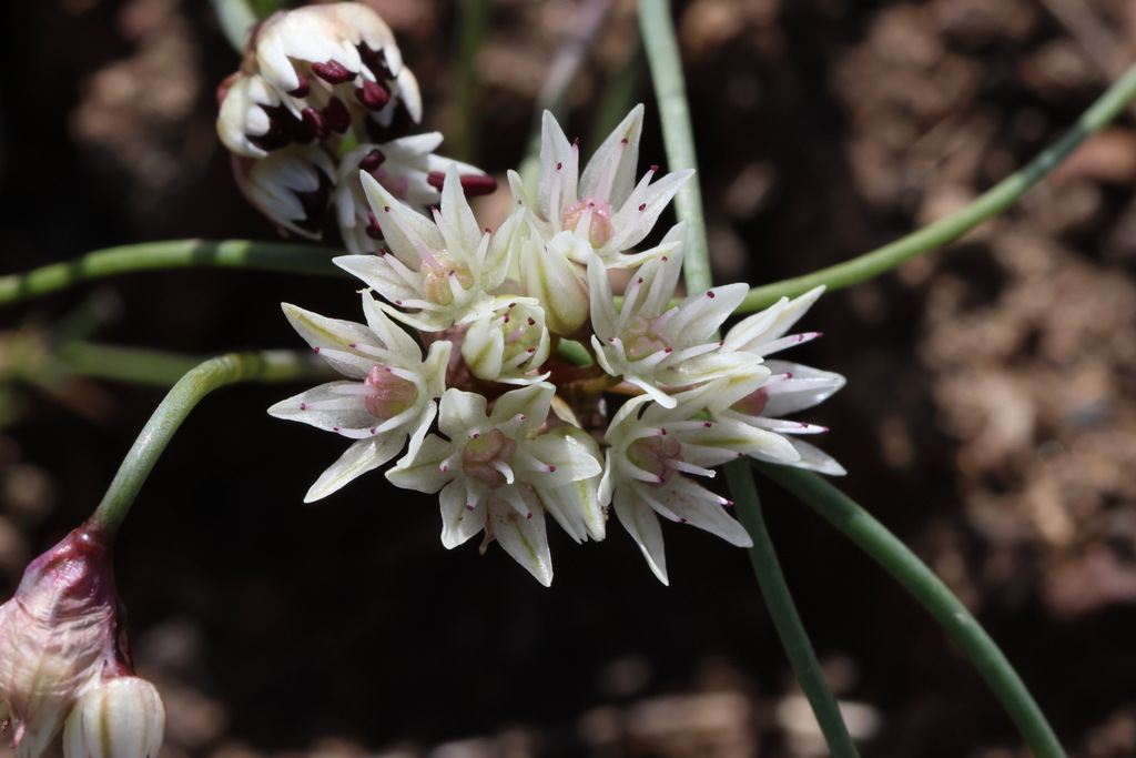 Allium macrum from Yakima County, WA, USA on March 29, 2024 at 10:09 AM ...