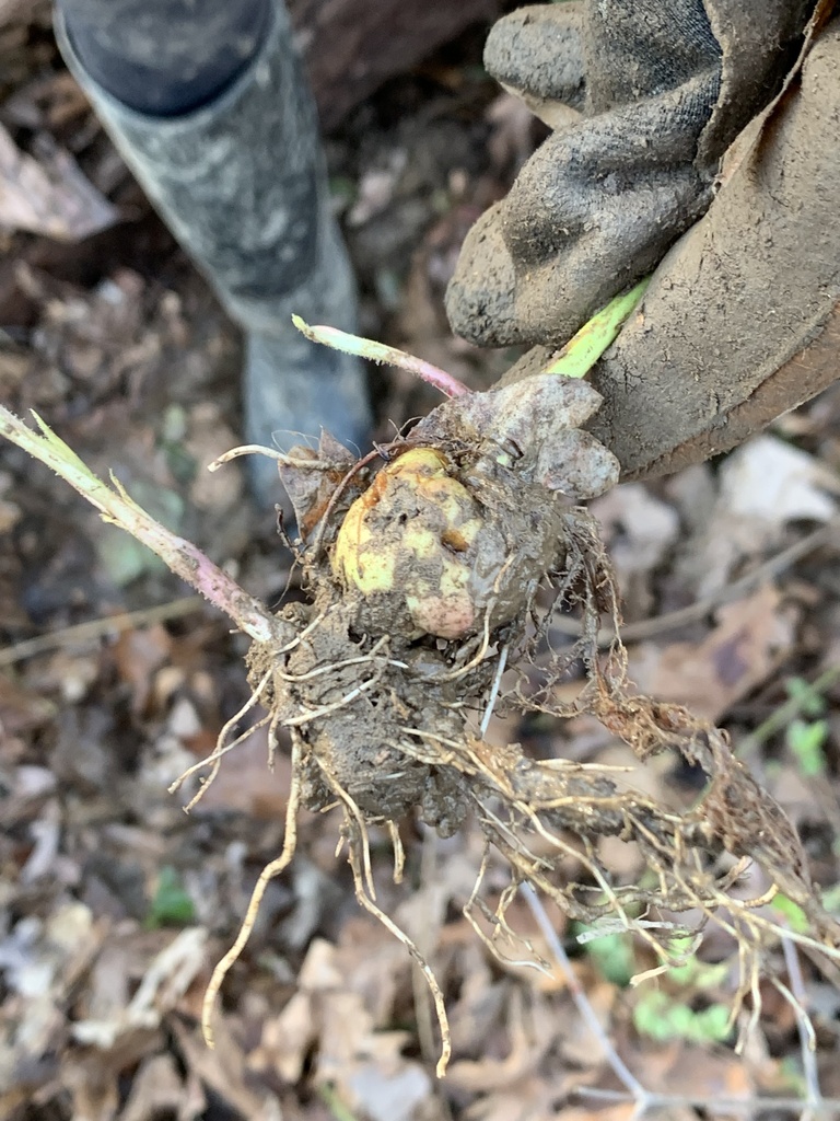 Diastrophus bassetti from Bevan Dr, Fairfax, VA, US on March 24, 2024 ...