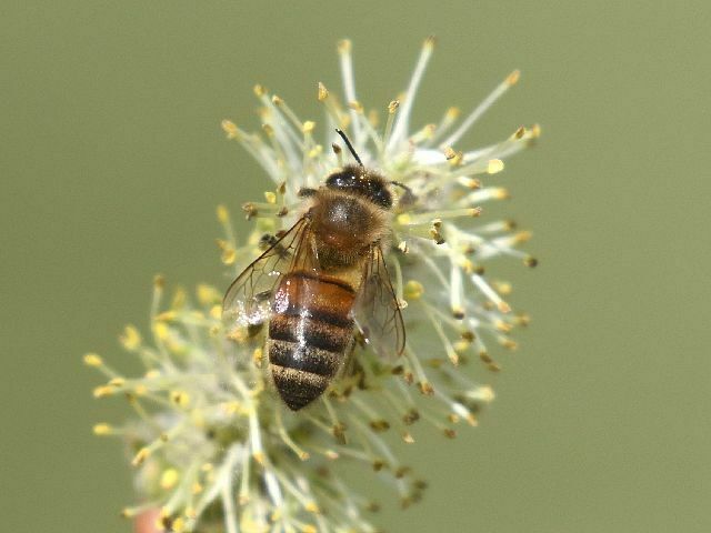 Western Honey Bee from Alley Park, Queens, NY, USA on March 31, 2024 at ...