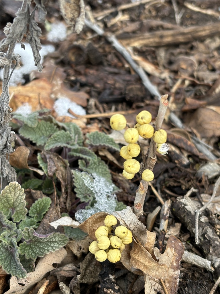 western poison ivy from Lodi, WI, US on March 23, 2024 at 12:05 PM by ...