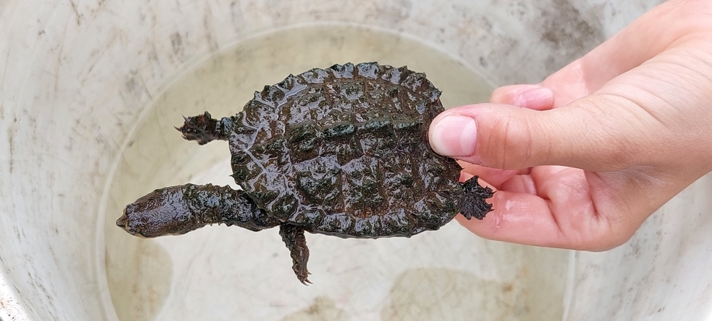 South-American Snake-headed Turtle in March 2024 by Lauu · iNaturalist