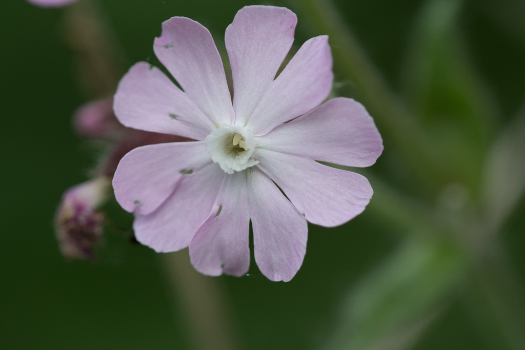 Melandrium from Essex, UK on May 28, 2018 at 11:58 AM by Andy Gooden ...