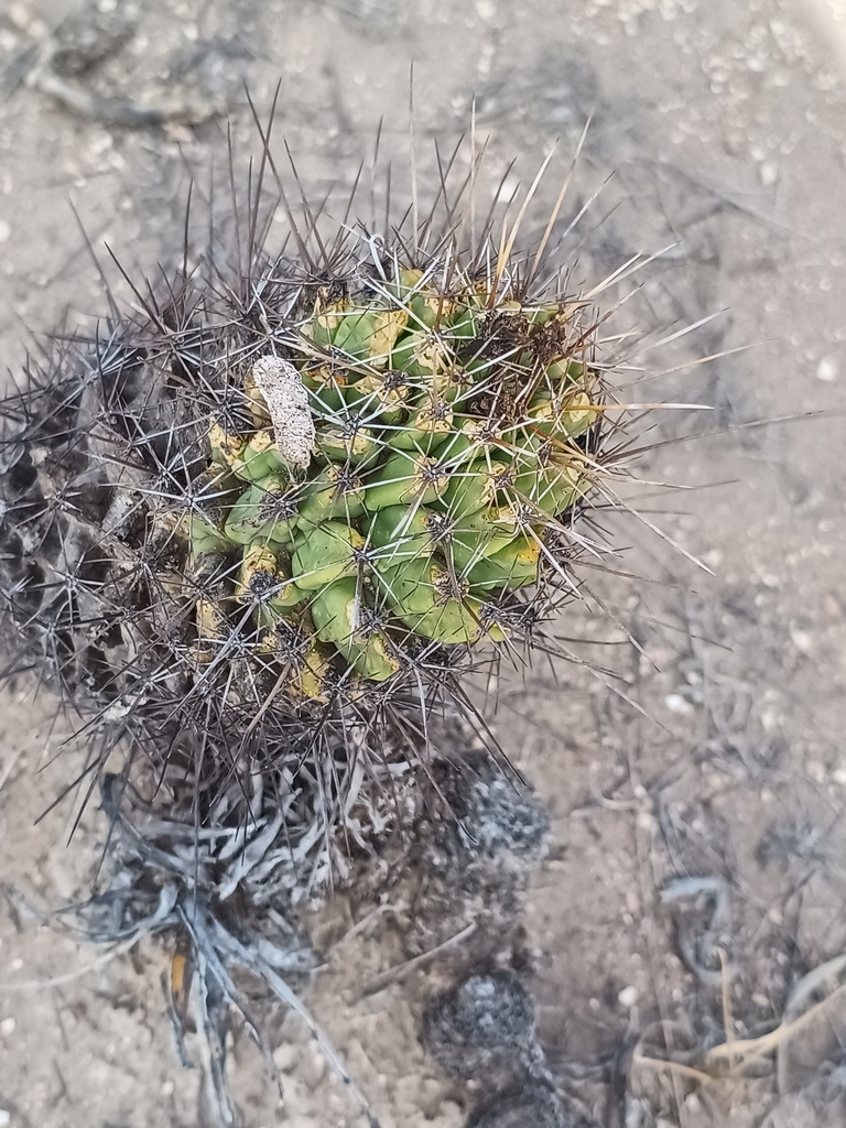 Coryphantha octacantha from Tecozautla, MX-HI, MX on March 31, 2024 at ...