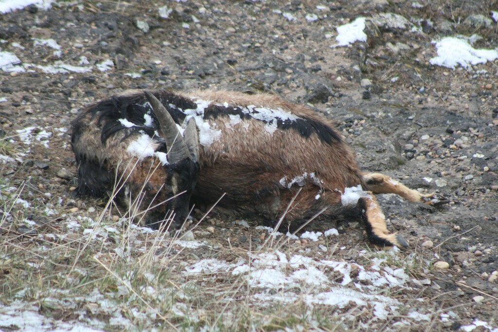 Domestic Goat from Swan Valley, ID, USA on March 30, 2024 at 10:29 AM ...