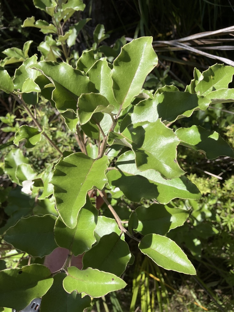 Akiraho from Hirakimata/Kaitoke Swamp Ecological area, Great Barrier ...